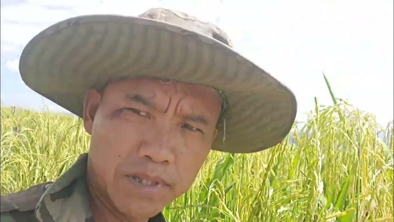 Mus saib teb nplej ua ke nawb hmonb hmoob farmer Lak 52 laos rice fields - YouTube