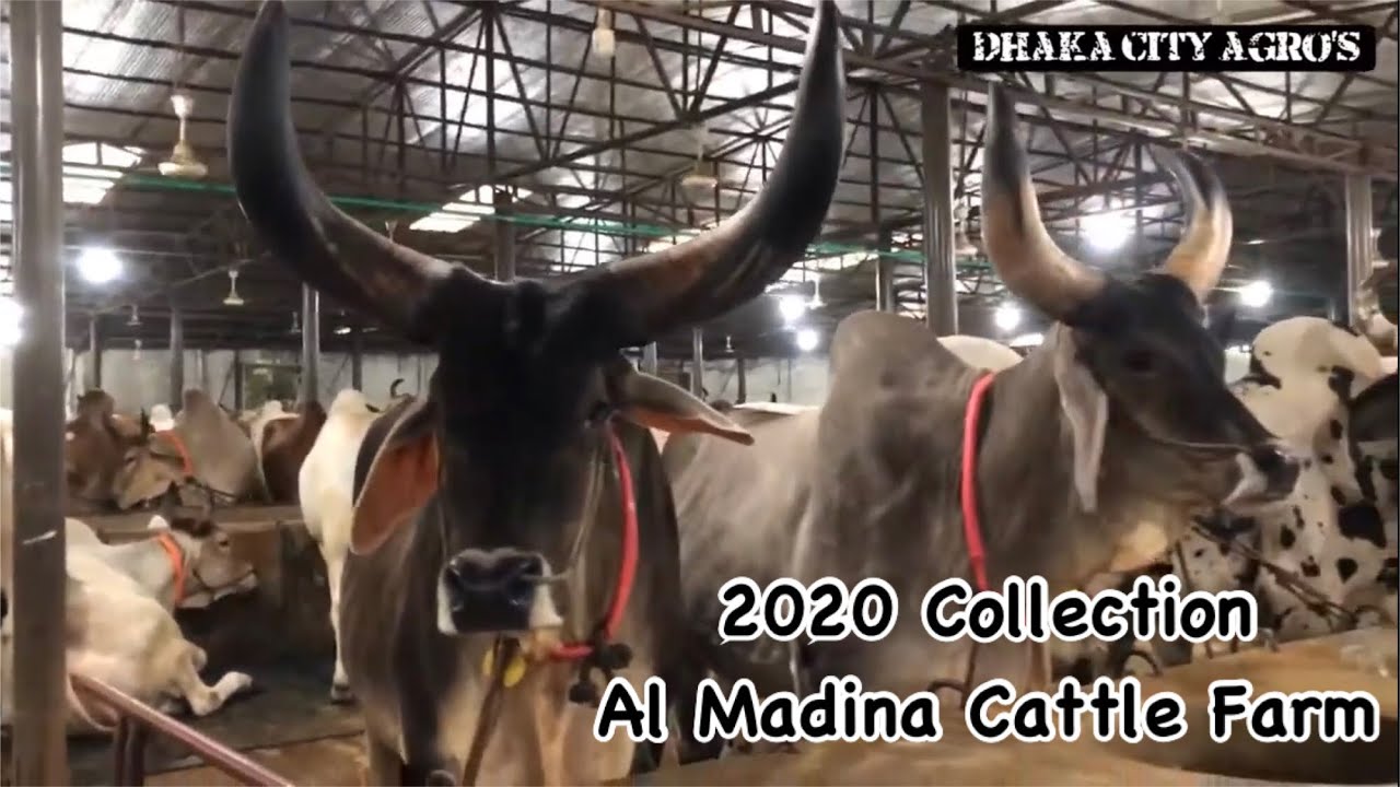 Al Madina Cattle Farm 2020 Collection 04:07:2020 - YouTube