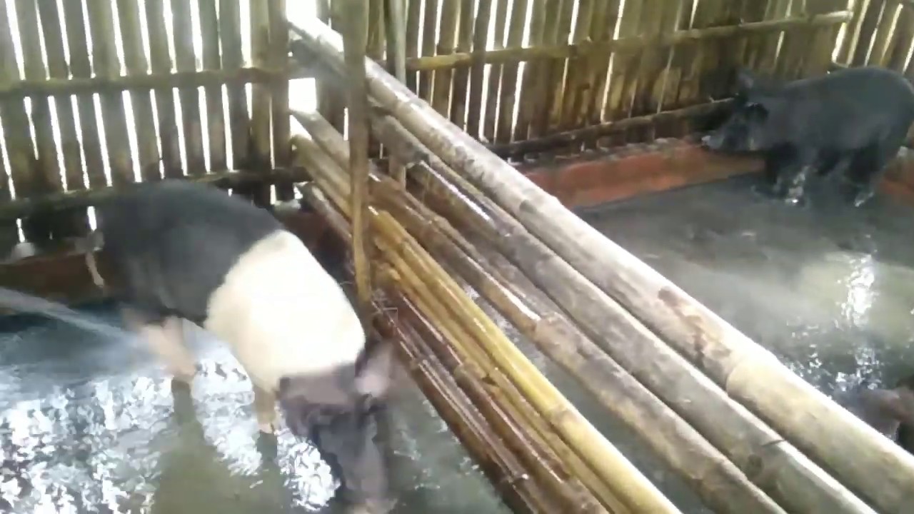 Pig farm clean |🐷 | In Assam - YouTube