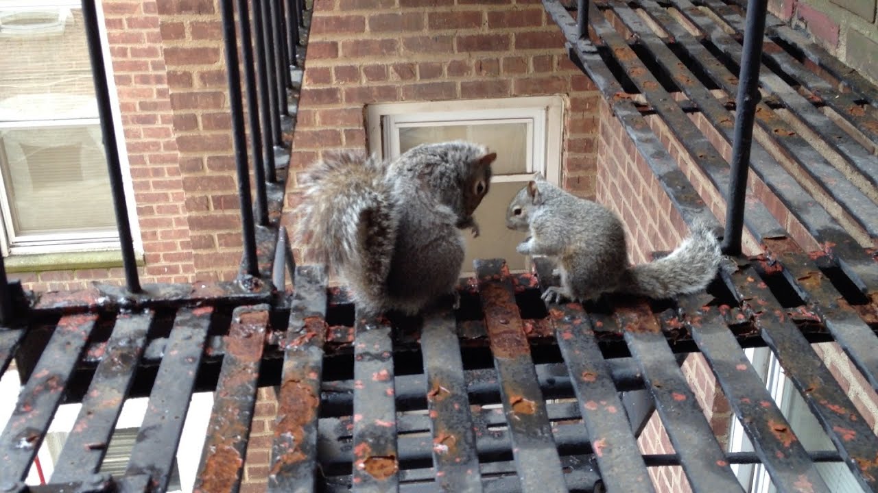 Mother Squirrel and Her Babies in NYC - YouTube