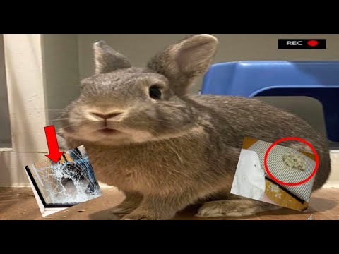 Bunny Home Alone (Makes Mess) 😱 - YouTube