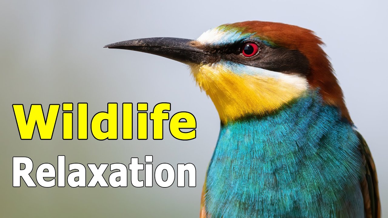 The most beautiful and colorful bird. Live sound. Video for relaxation ...