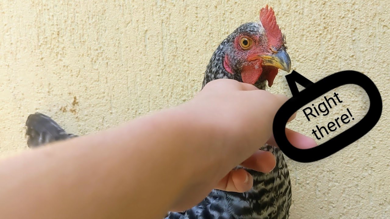Petting my rooster! (Part 5) - YouTube