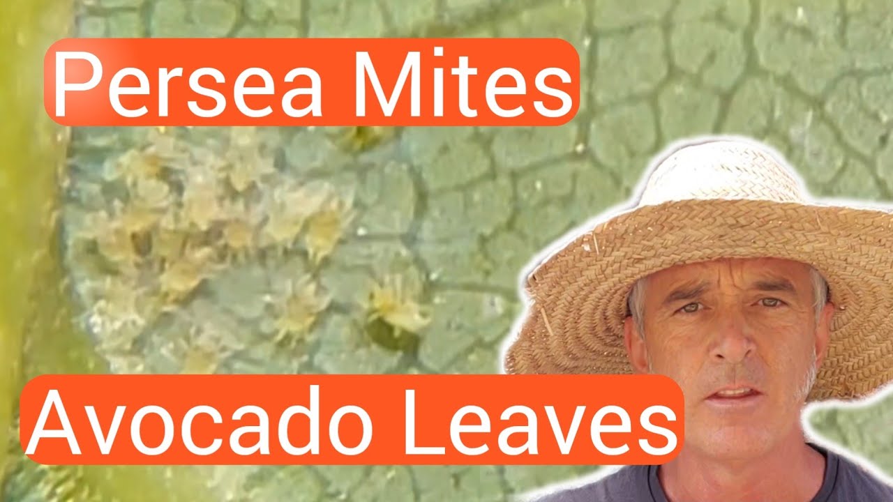 Persea Spider Mites on Avocado Leaves - YouTube