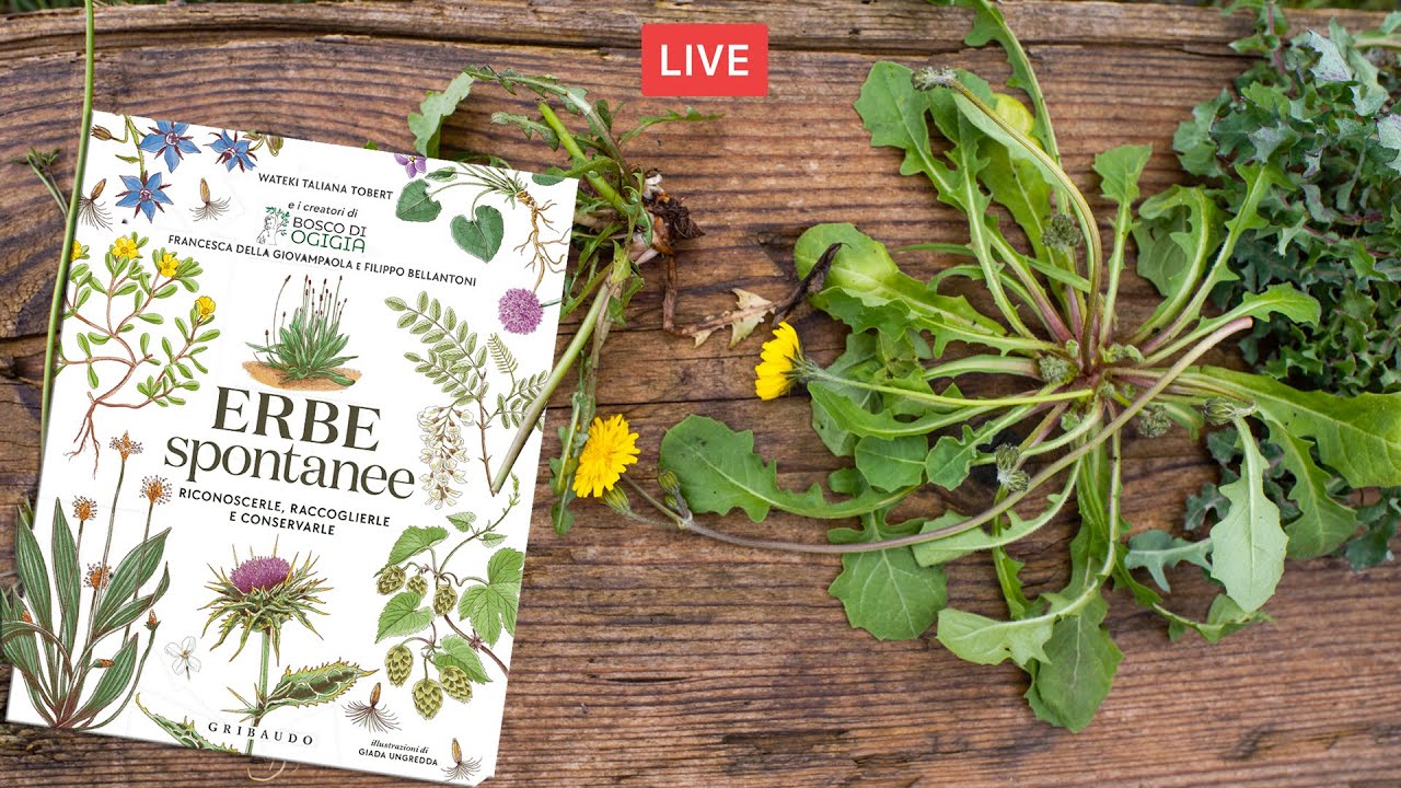 Guida erbe spontanee. Tabella di raccolta (pdf)