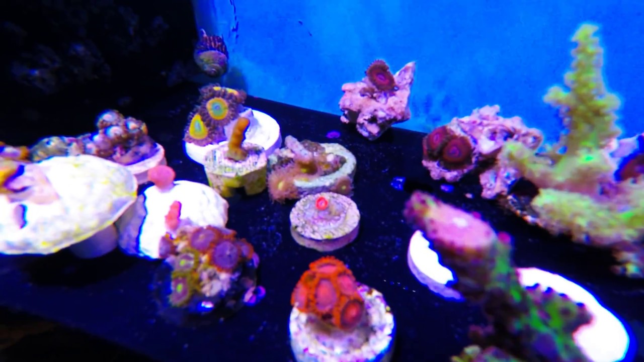 Expensive Frag Rack | 250++ Saltwater Reef Aquarium | Robs Reef Room ...
