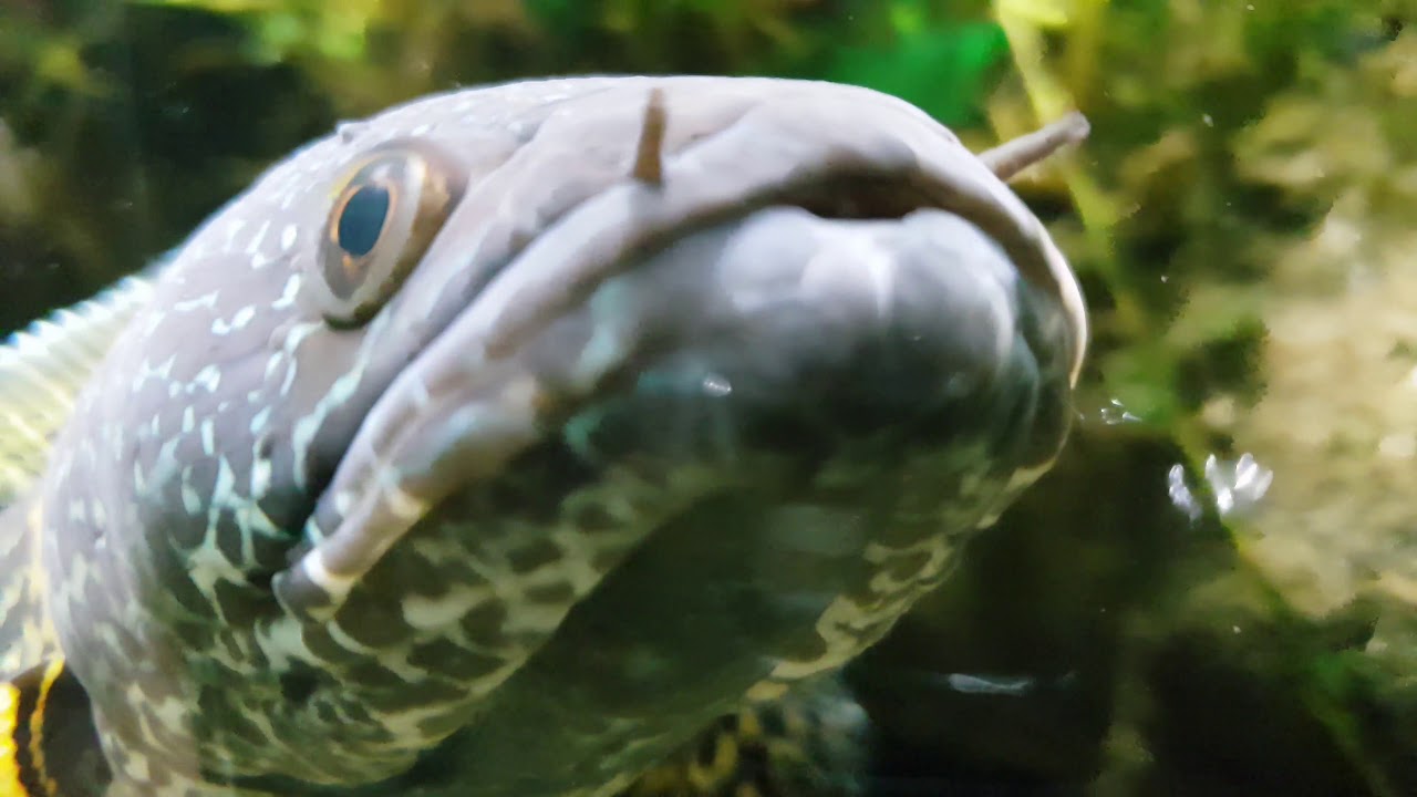 Channa aurantimaculata male and female - YouTube