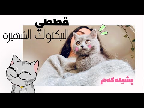 التجهيزات الخاصة بالقطط - cat supplies - پشیلەكەم چی پێویستە ؟ pshila ...