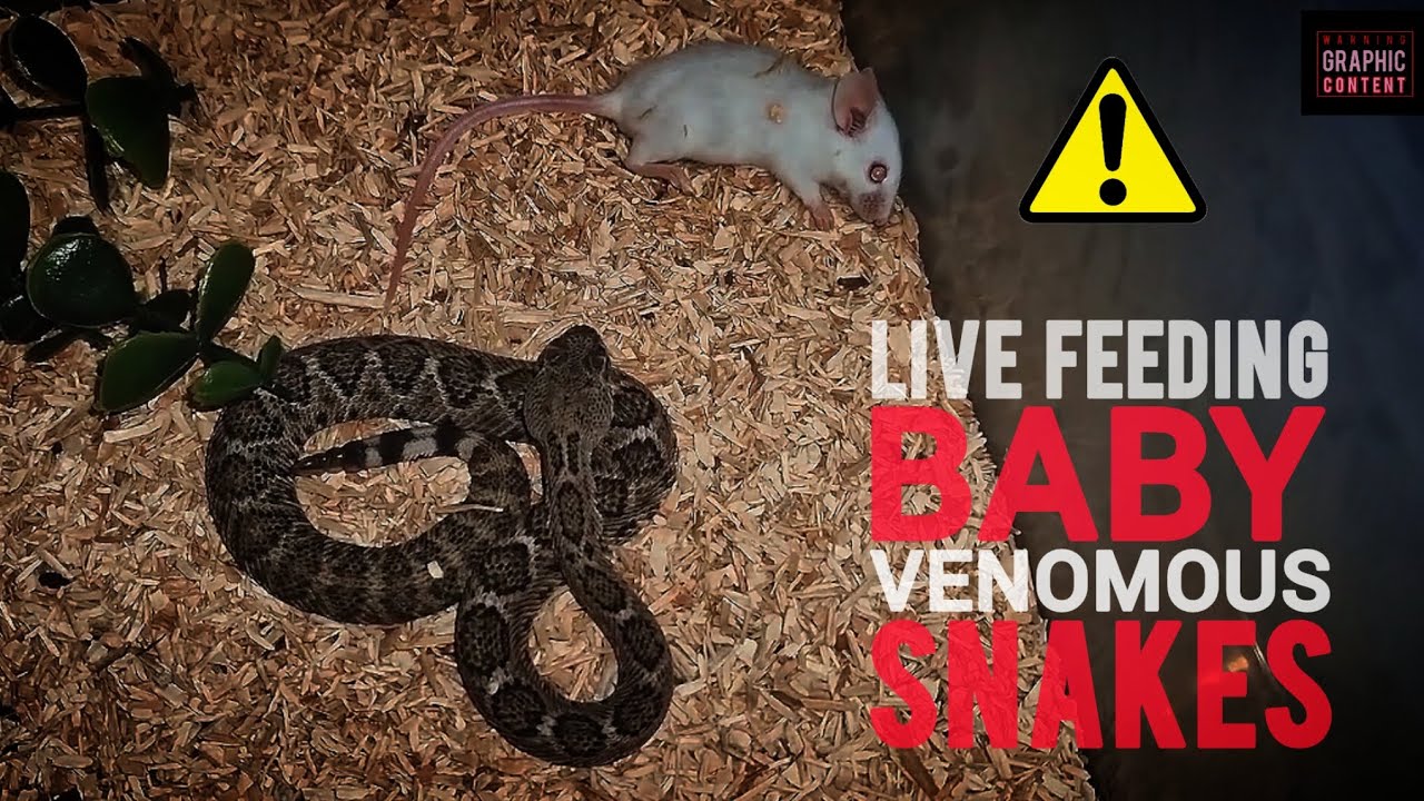 Baby Venomous snake's Euthanizing Prey ULTIMATE LIVE FEEDING - YouTube