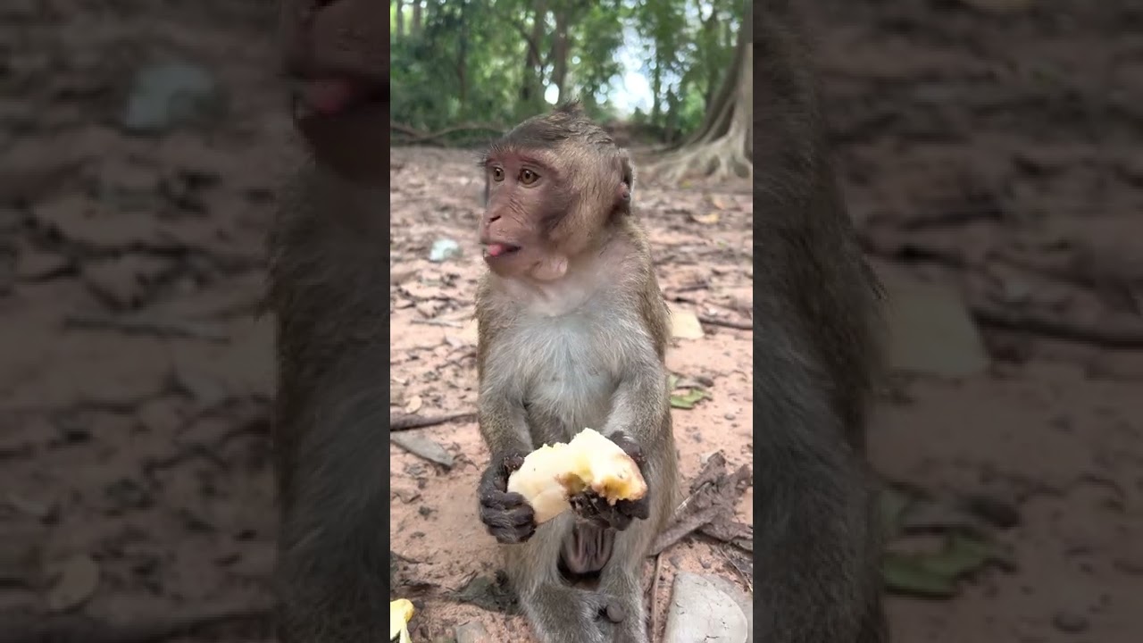 Cute Little Monkies Giving the banana skin to the monkey 5 - YouTube