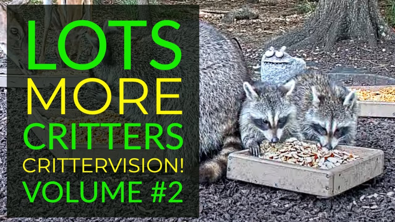 Lots More Critters (deer, raccoons, opossums & more) to see at ...