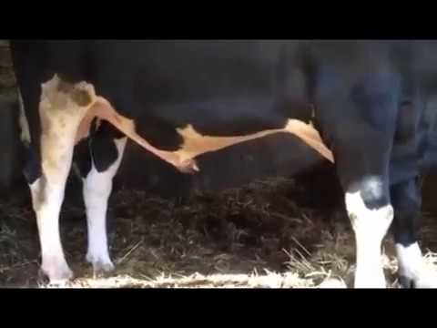 Masturbating bull, frustrated by no mating.  🐂💔🐄  =  🐂💄💦