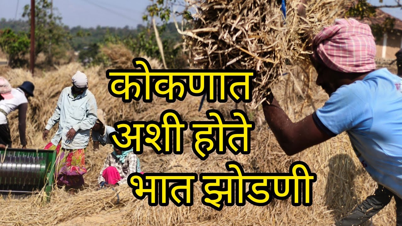 कोकणात अशी होते भात झोडणी, शेत मळणी - भातझोडणी #Malani -Bhaatzodni ...