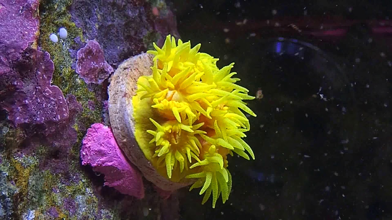 A sun coral capture food in a reef aquarium - YouTube