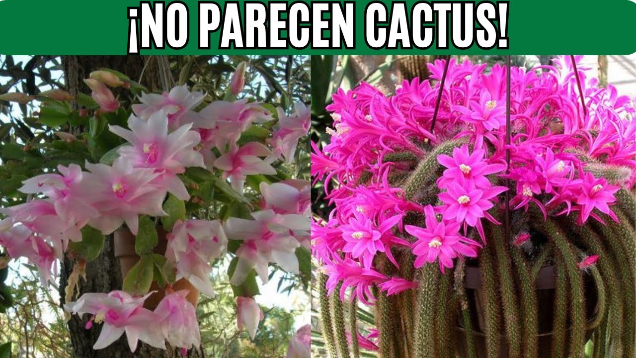 15 Cactus Colgantes que te Sorprenderán ¡Flores Espectaculares! - YouTube