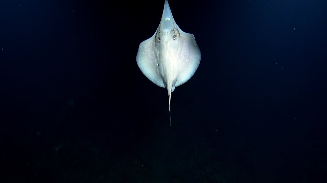 Stingray Shows Off for ROV Hercules | Nautilus Live - YouTube