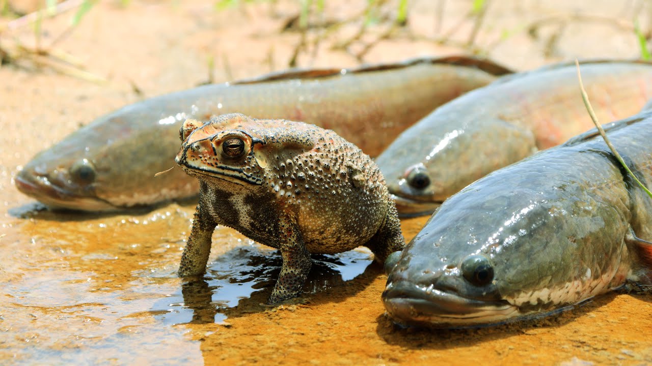 Incredible! Catching A Lot Of Snakehead Fish & Catfish in Hot Weather ...
