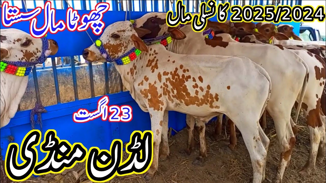 Luddan Mandi Today Latest Update 23-08-2023 | Luddan Cow Mandi PK ...