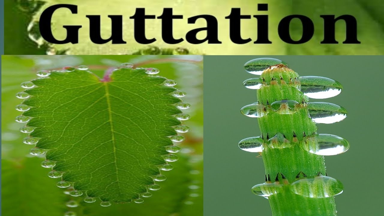 GUTTATION || Cause and Importance Of Guttation || Education Notes - YouTube