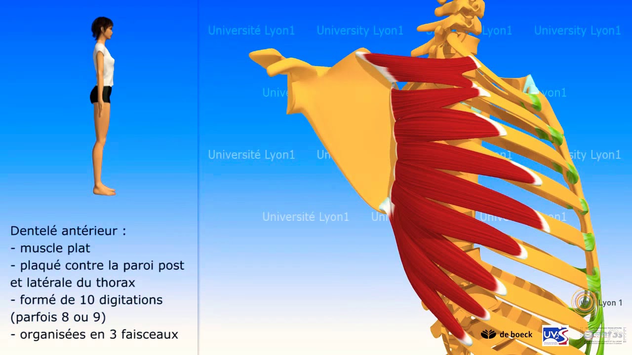 Muscle Dentelé Antérieure ( DENTELÉ ANTÉRIEURE ) - YouTube