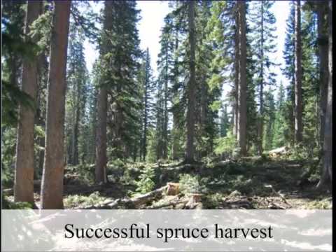 Planning a Timber Harvest: Part 1 - YouTube
