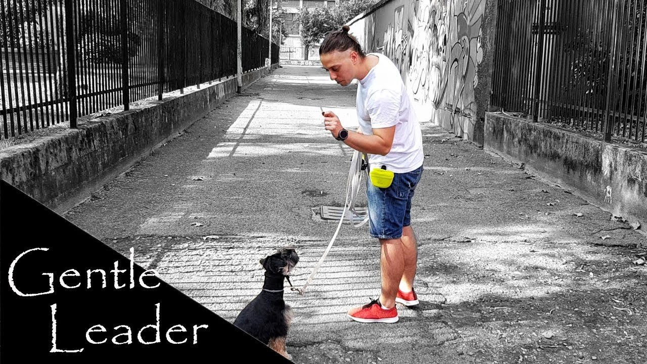 Gentle Leader - TUTORIAL su come indossarlo e utilizzarlo - YouTube