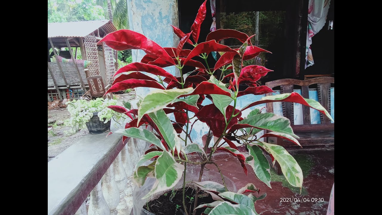 Picara Plants or Excoecaria cochinchinensis plants( paano ko napaparami ...