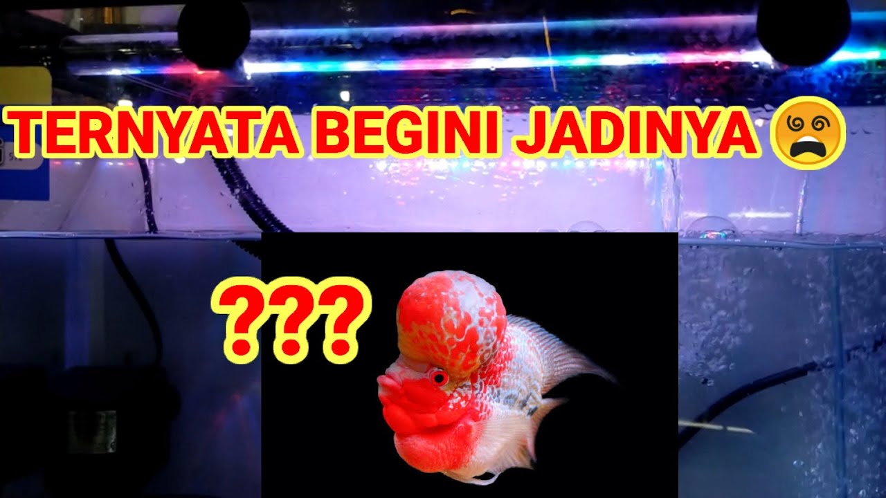 PROGRES LOUHAN SRD 4 BULAN | LOUHAN - YouTube