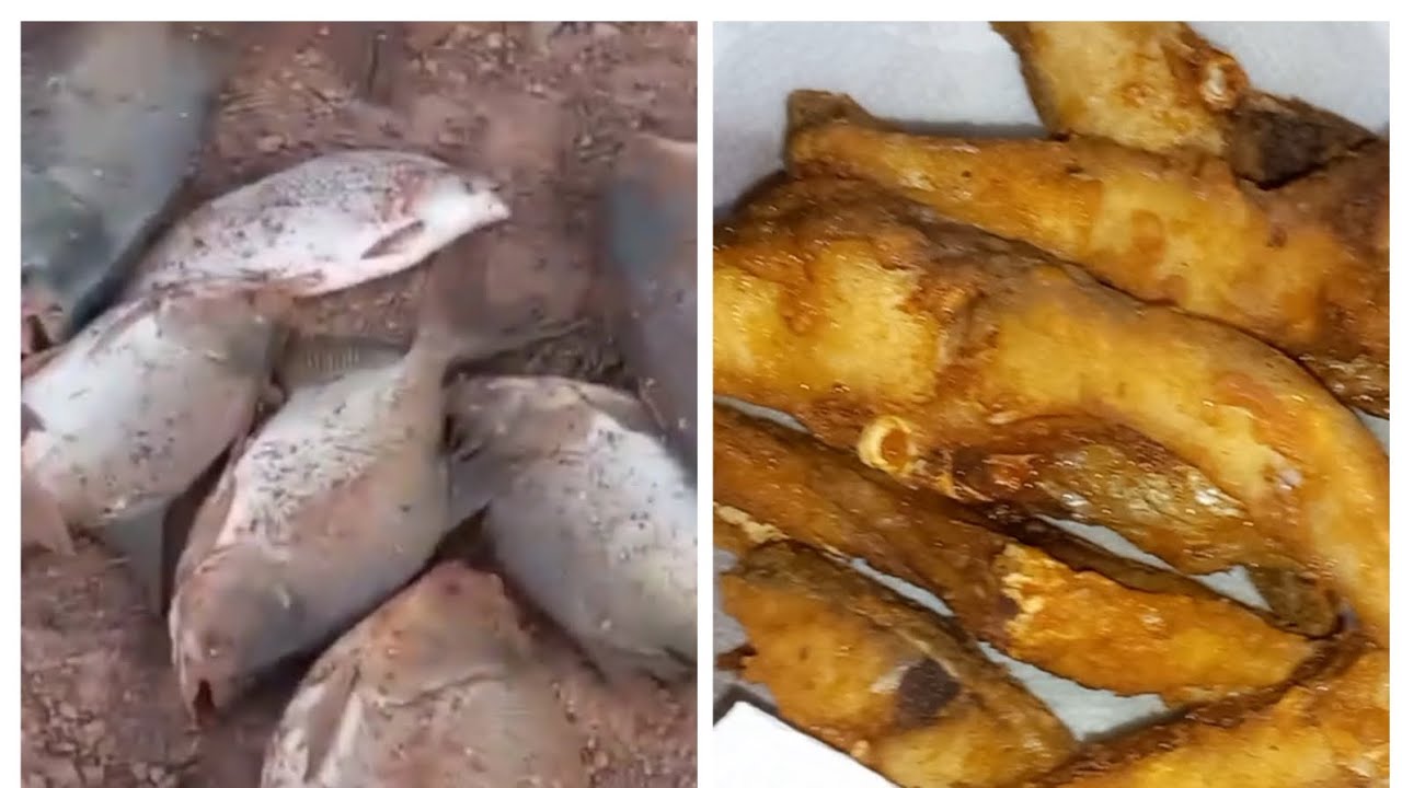 FRITANDO PEIXE DO JEITO CERTO FICA BEM SEQUINHO - YouTube