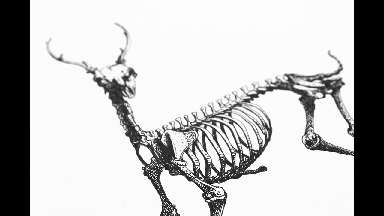 Draw a deer skeleton using Ink Pen - YouTube