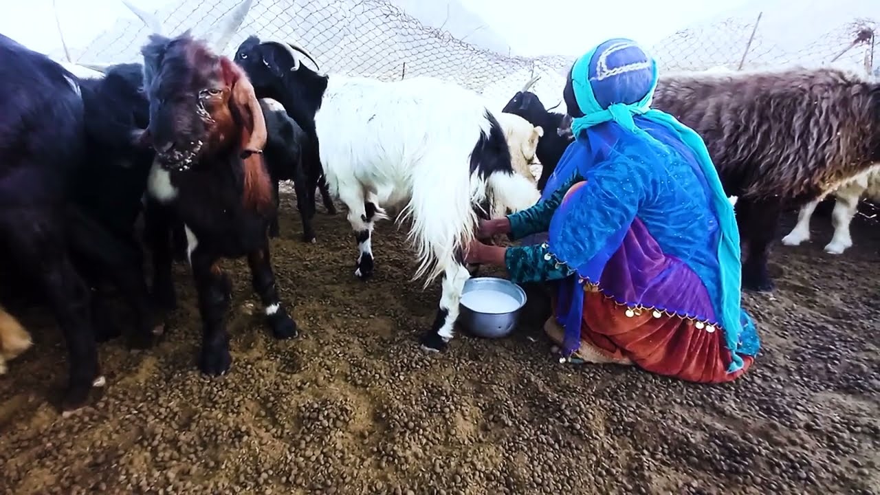 Nomadic woman milking a goat | Nomadic life in Iran - YouTube