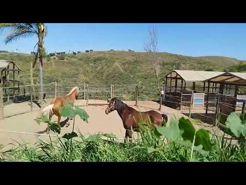 Natural Horse Breeding Behavior | Stallion and Mare Interaction #Horses #Breeding