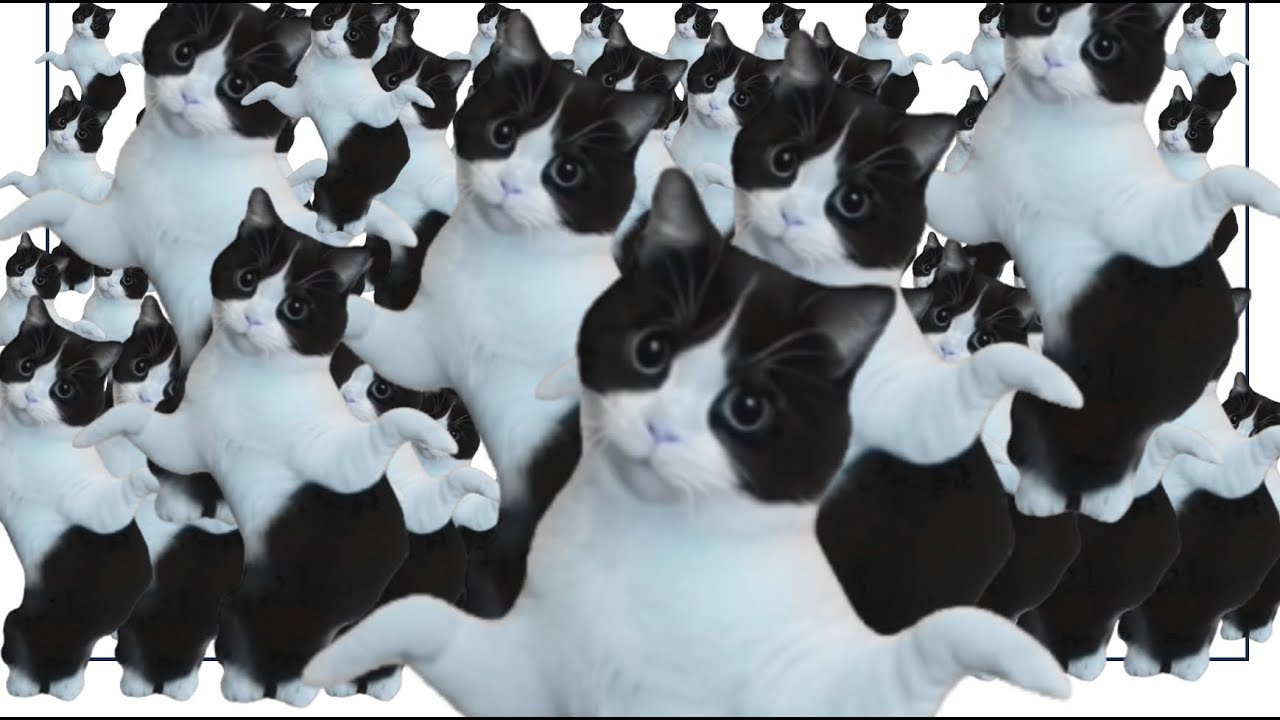 bathing song cat dance x 10000000 - YouTube