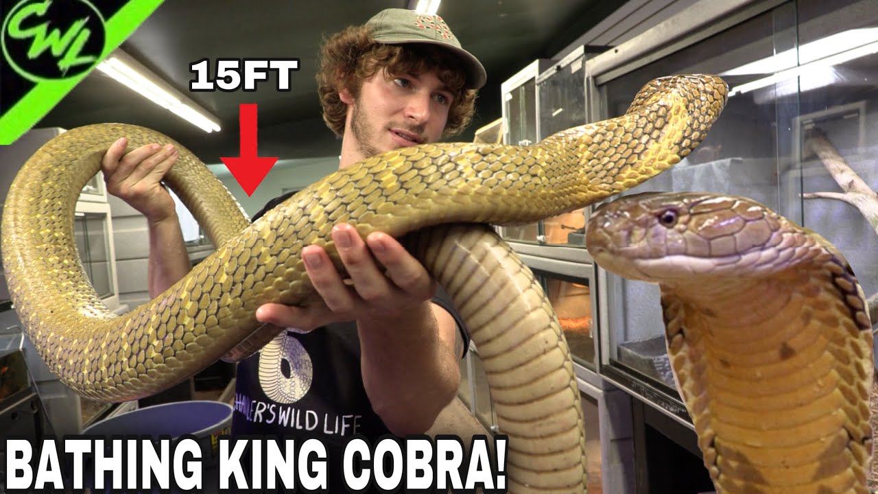 BATHING MASSIVE KING COBRA!!! - YouTube