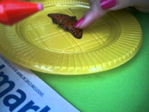 Autumn - Mariposa Disecada (? - YouTube
