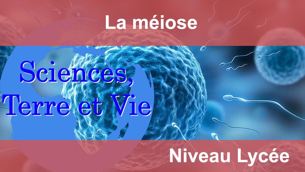 La méiose (Lycée) - YouTube