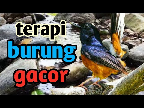 Murai Batu di Tengah Keindahan Alam - Murai in Nature's Beauty