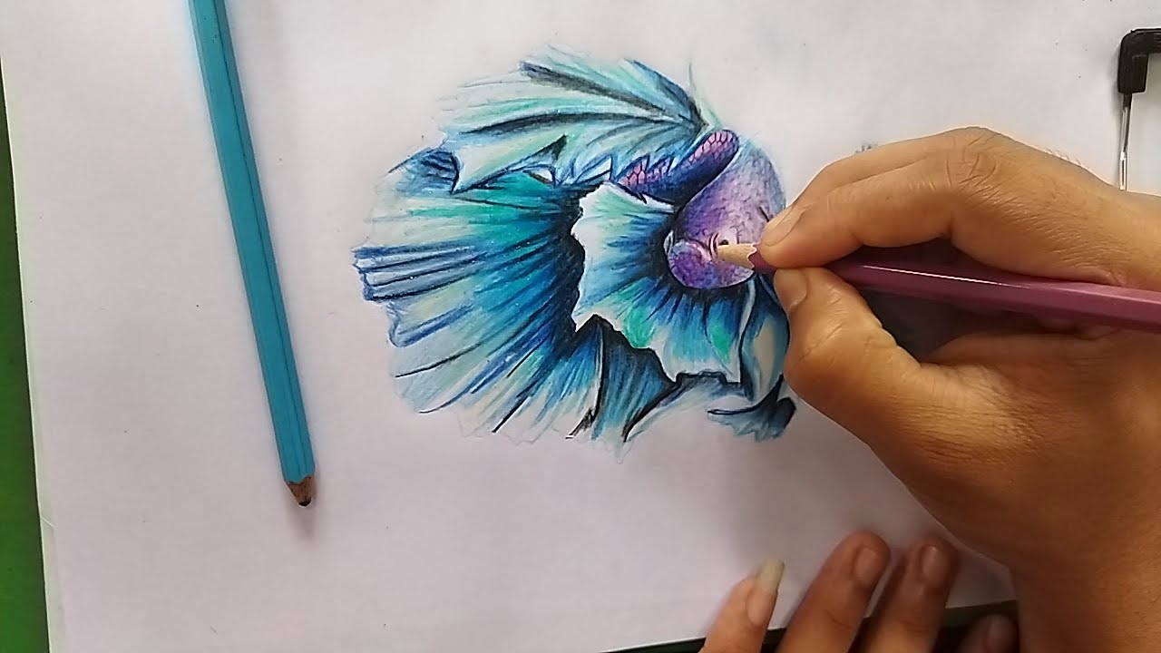 How to draw realistic Betta fish | - YouTube
