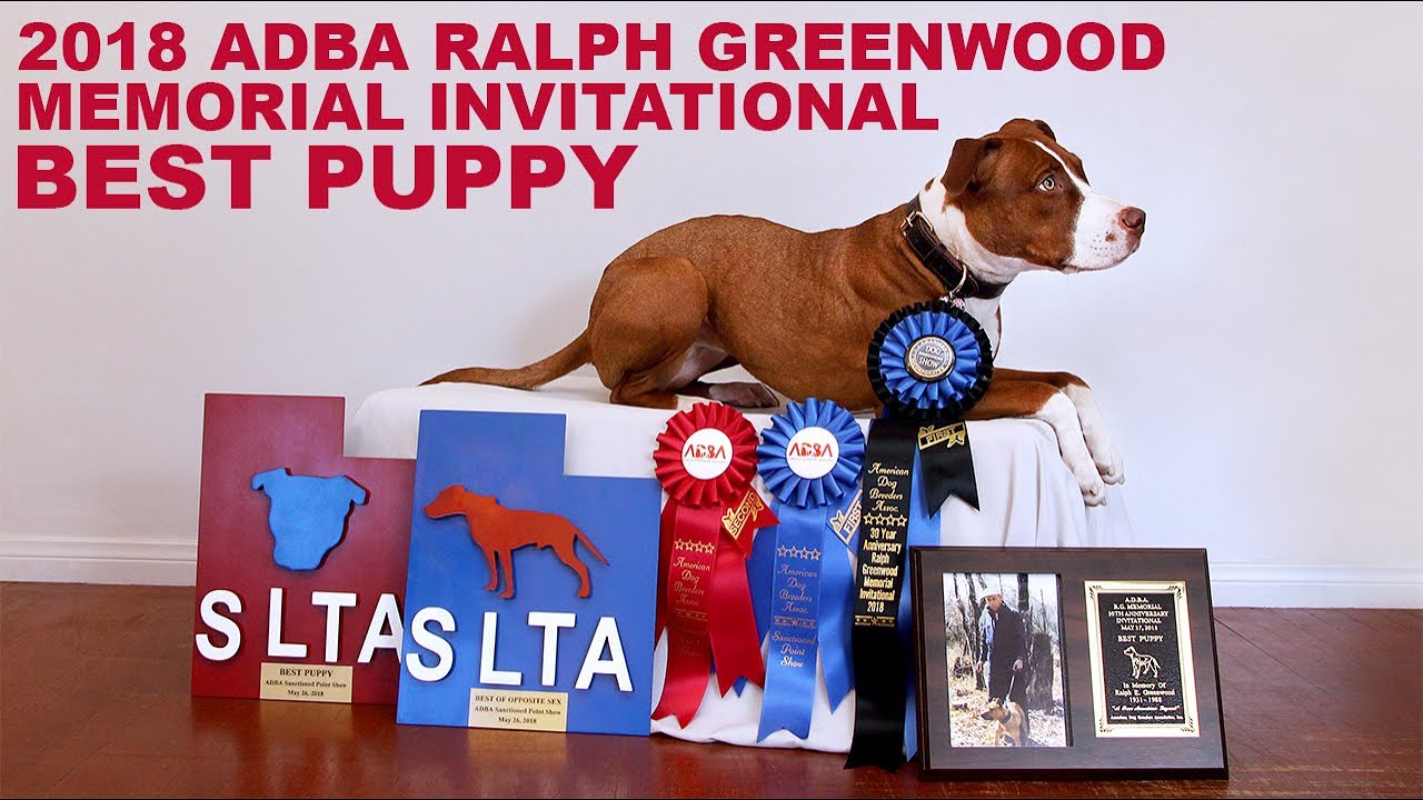 APBT American Pit Bull Terrier Rebel Ren BEST PUPPY ADBA 2018 RGM ...