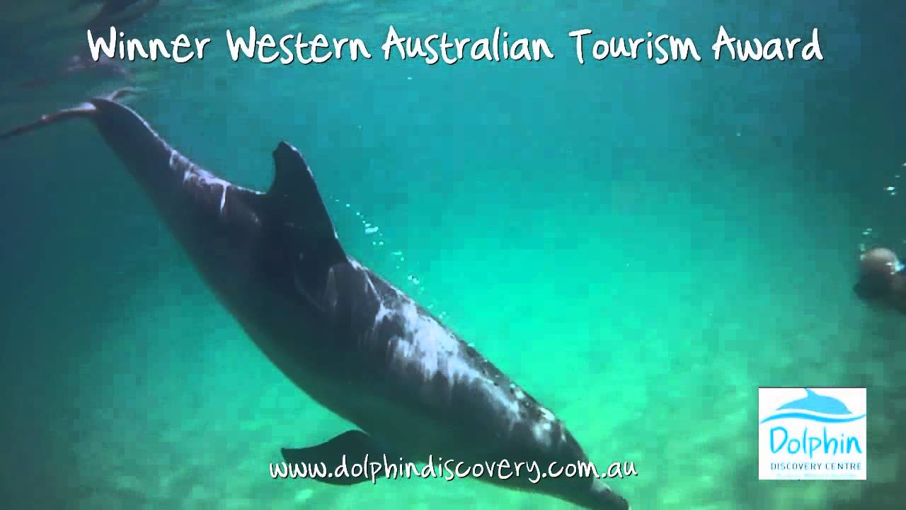 Dolphin Discovery Centre Bunbury Official Video - YouTube