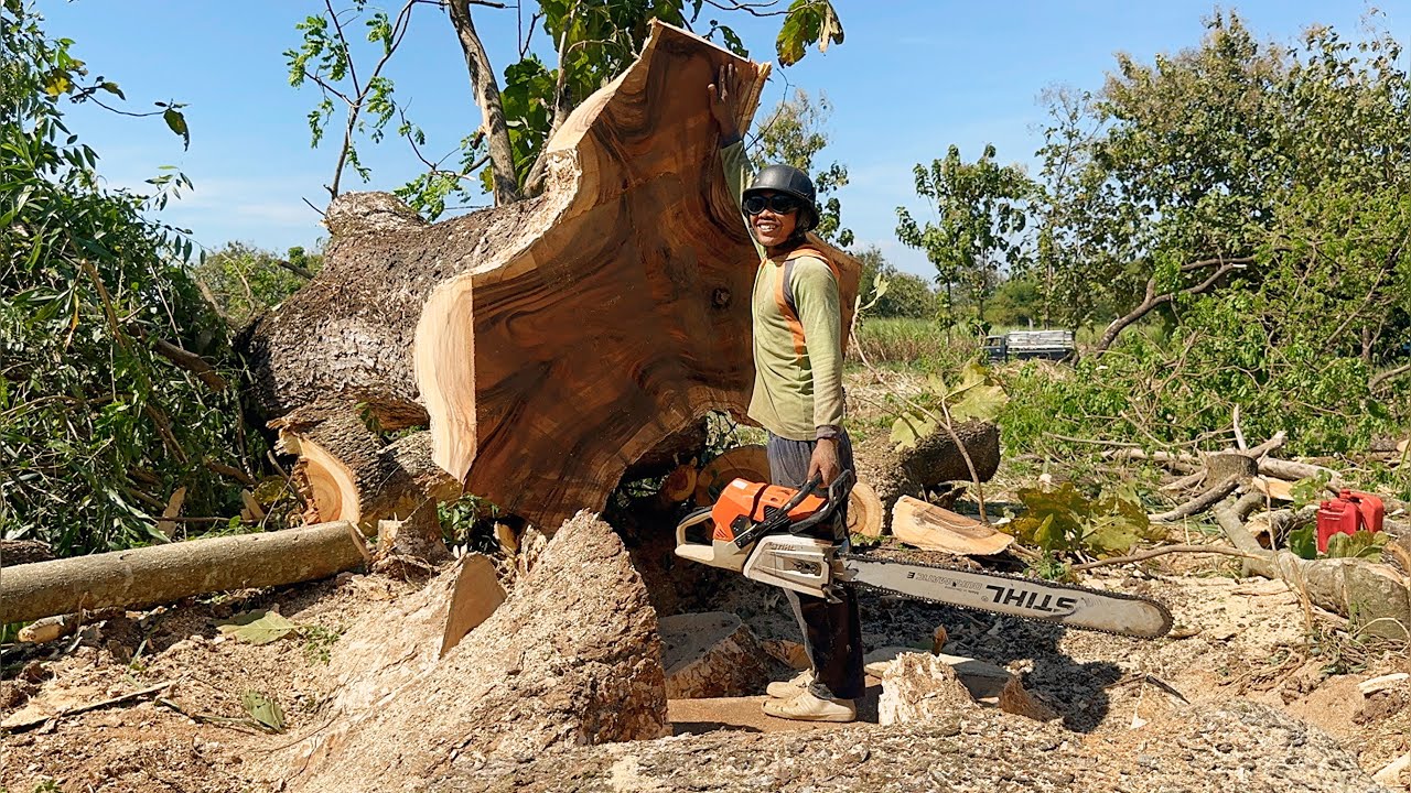 The fall is thunderous... Cut down the biggest trembesi tree in the ...