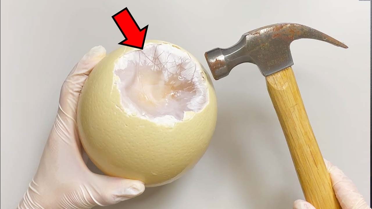 Strange Organ inside Ostrich Egg | Ostrich Egg Dissection - YouTube
