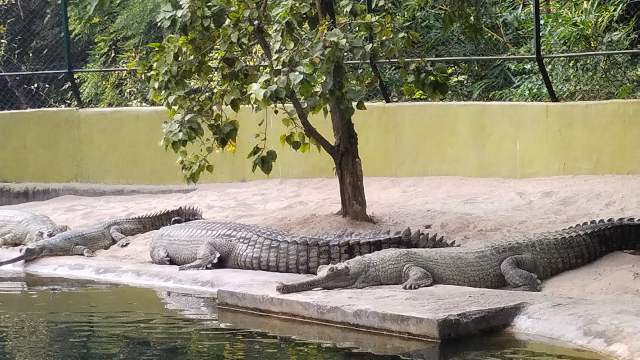 Ghariyal In The Zoo ! The Eagle by Md Merajuddin - YouTube