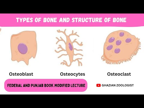 Structure and Types of Bone 12th Class|Federal Board Biology|Bone Cells ...