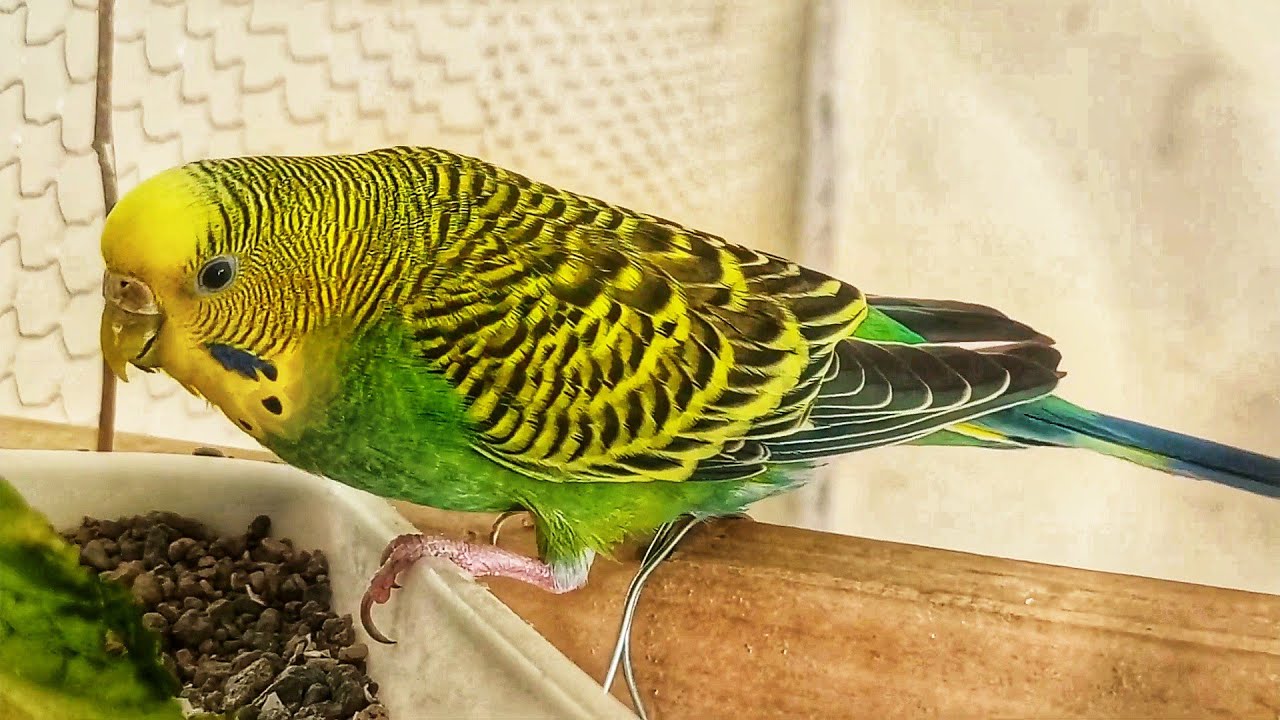 😍HD budgies closeup👌/pure beauty🥰/Parakeet closeup😱 #budgie #parakeet # ...