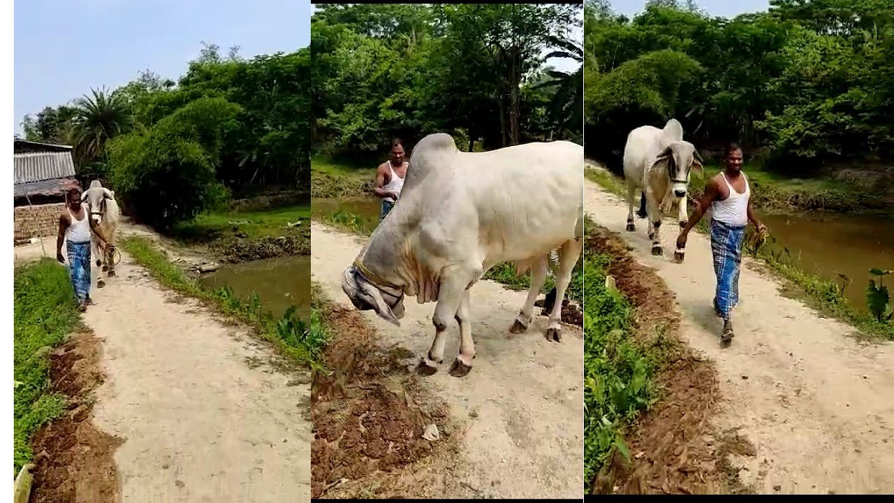 Most Biggest Ox For Sale In 2023 Jaynagar Khatal Visit & Contact No ...