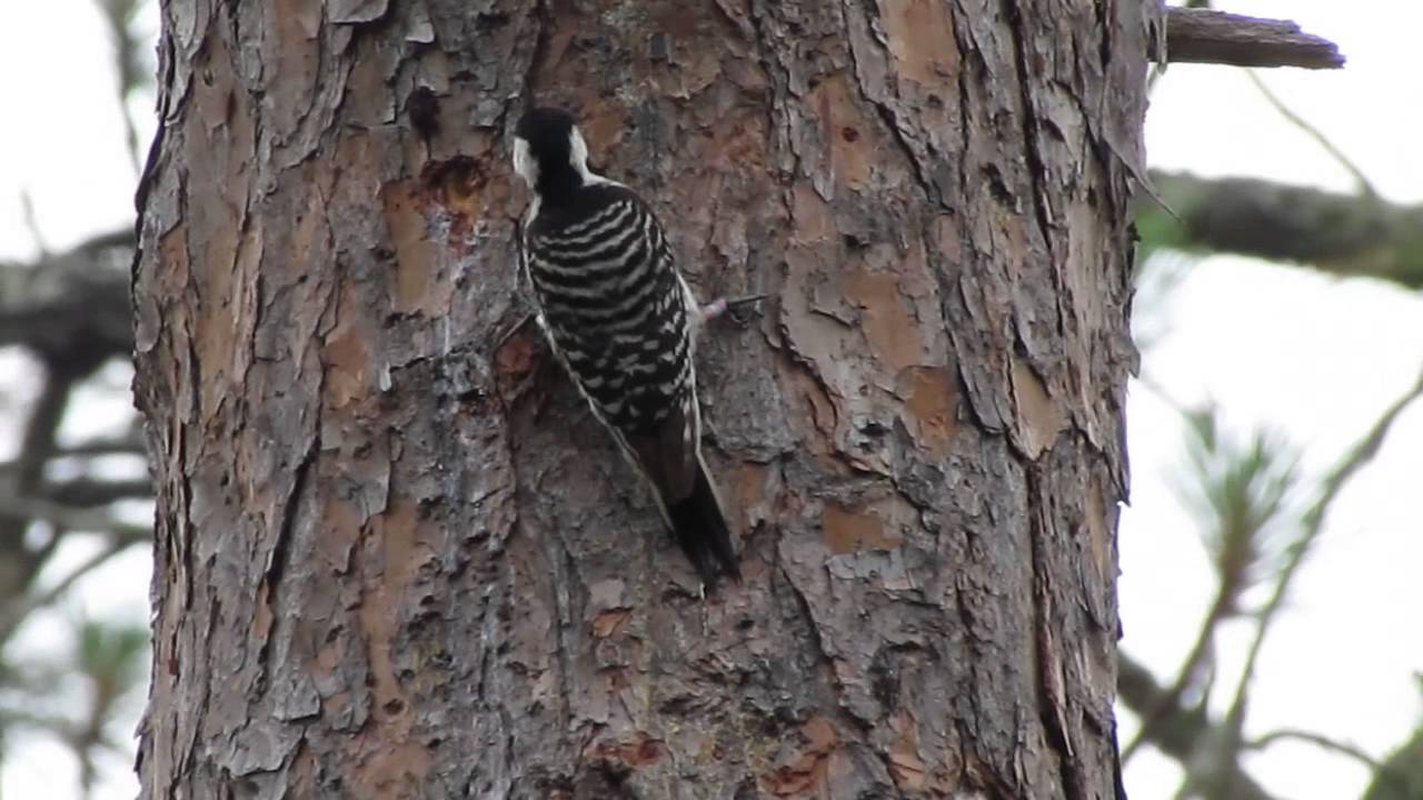 Red-cockaded Woodpecker-Withlacoochee State Forest-April 21-2013 - YouTube