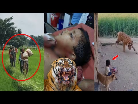 ⚠️बाघ 10 साल के बच्चे को उठा ले गया😭Tiger Attack Children | Tiger Rescue In Village Wildlife Attack