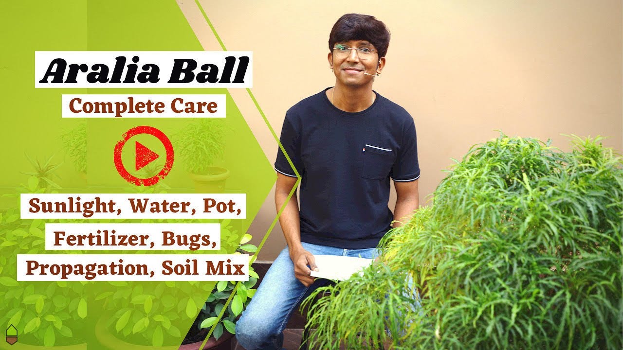 Aralia Ball Complete Plant Care || Golden Aralia || Sunlight, Water ...