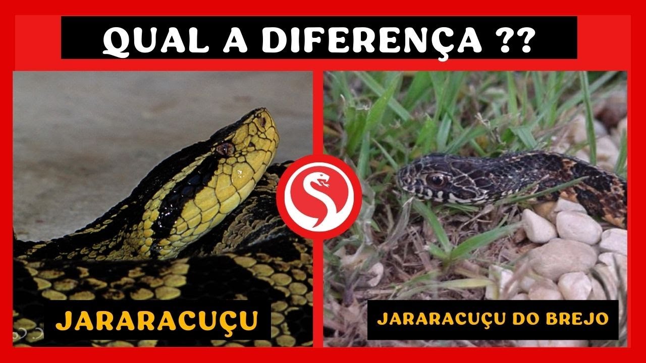 Jararacuçu X Jararacuçu do Brejo | Papo de Cobra - YouTube